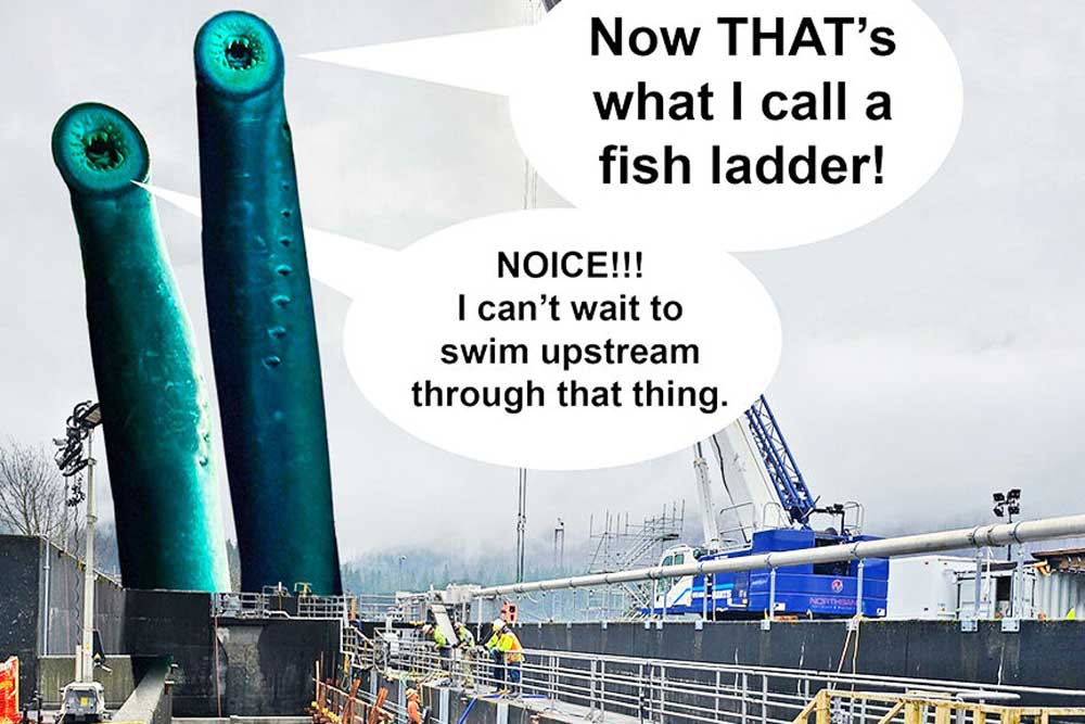 In One Ear: Lamprey ladder | The Astorian