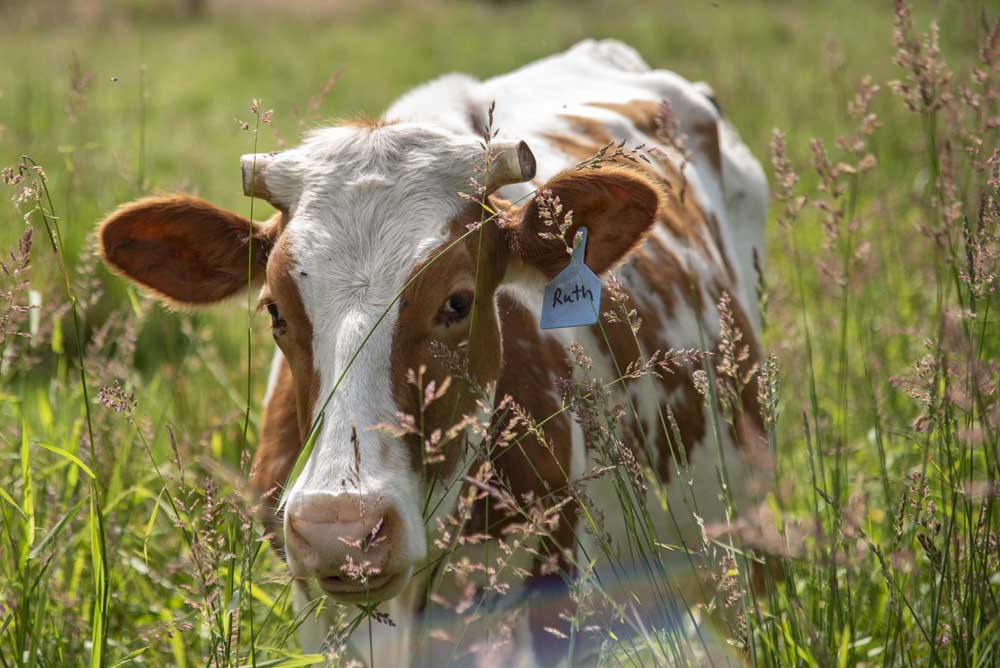 Governor vetoes cattle and water bills | The Astorian