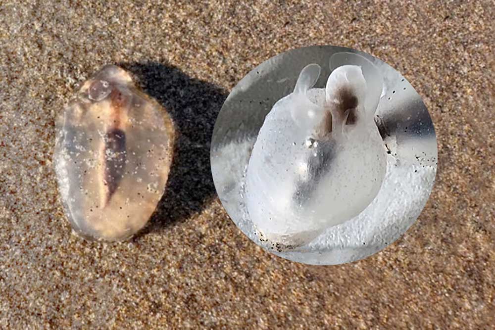 In One Ear: They’re no angels | The Astorian