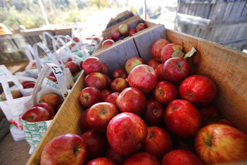 A few bad apples, but mostly good ones in New England’s crop | The Astorian