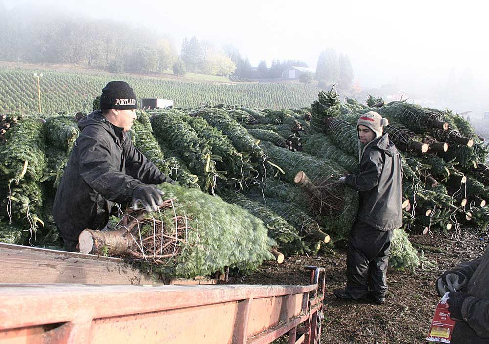 New Christmas tree checkoff fees fund promotion | The Astorian