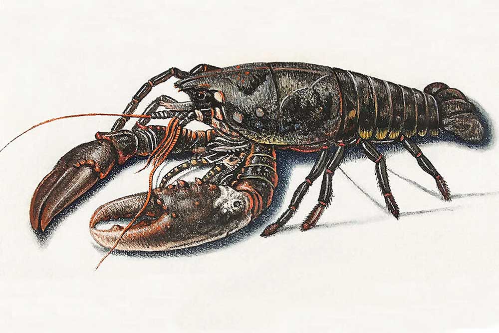 In One Ear: Lobster debacle | The Astorian
