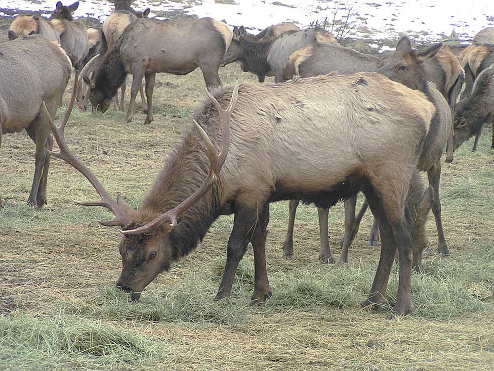 Solve persistent Northwest elk problems | The Astorian