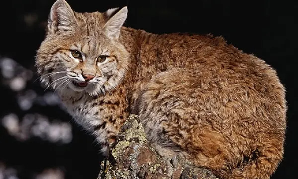 UPDATE: Bobcat sighting at Astoria Column | The Astorian