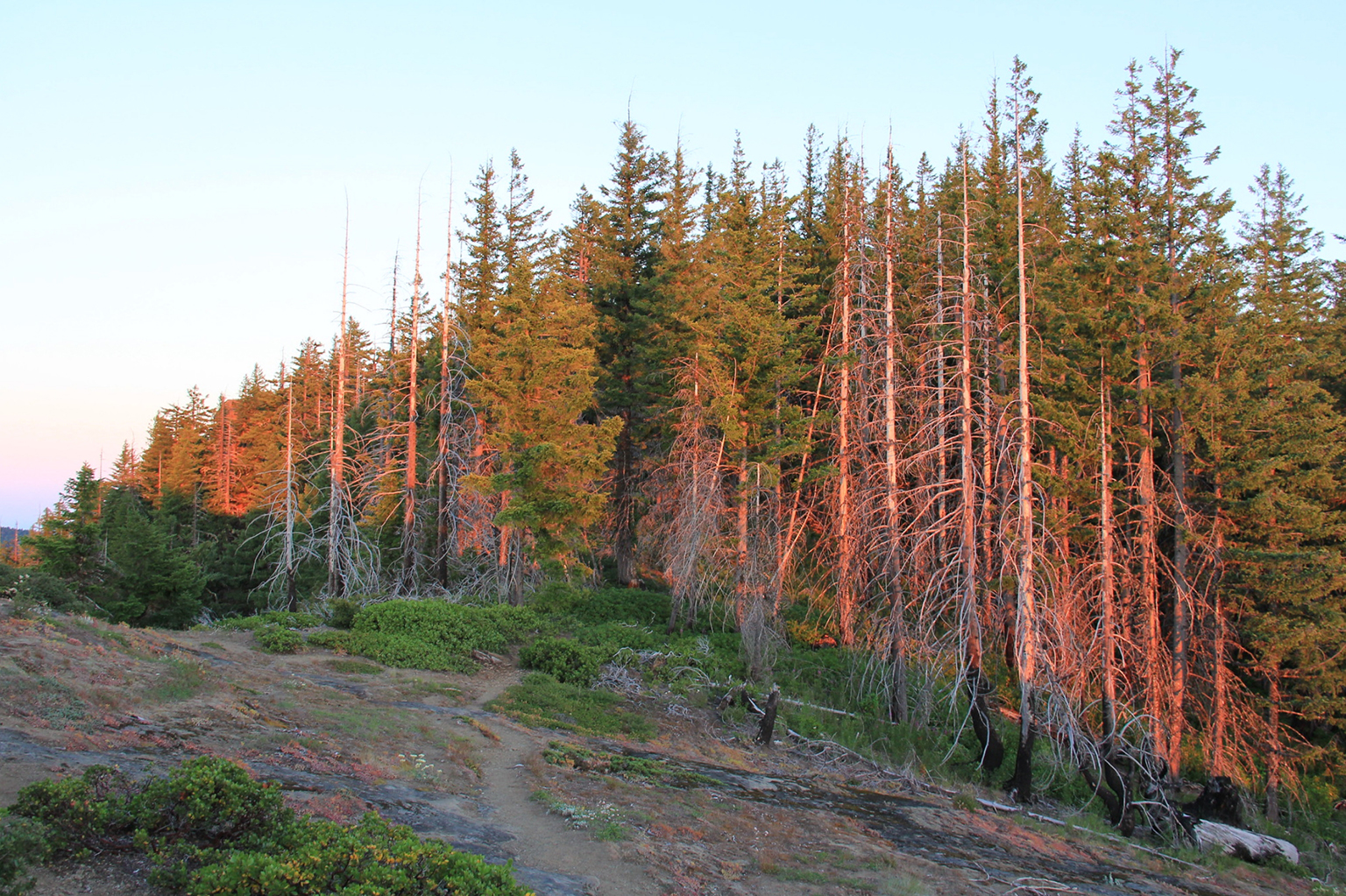 BLM timber sales bring in $14.3+ million | The Astorian