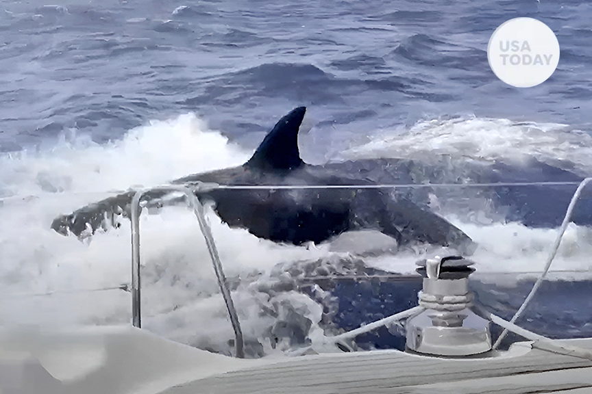 In One Ear: Orca games | The Astorian