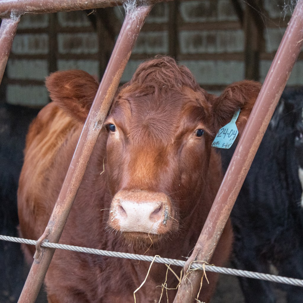 Clatsop’s cattlemen | The Astorian